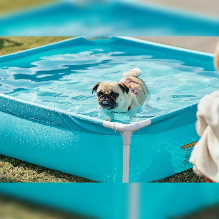 Dubai's Much-Loved Dog-Friendly Festival, FEASTIVAL, Is Set To Make ...